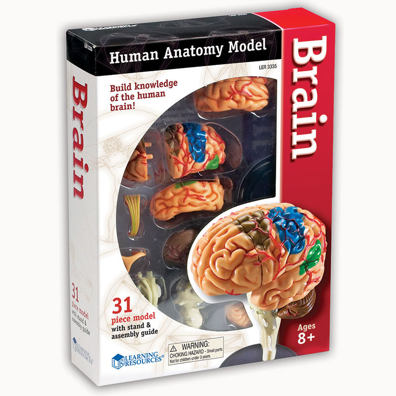 Learning Resources Brain Anatomy Model, 31 Pieces - myghop
